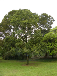 青梅（龙脑香科青梅属植物）_百度百科