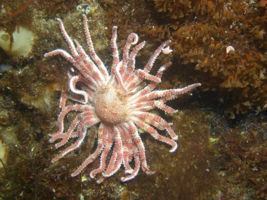 Labidiaster annulatus_百度百科