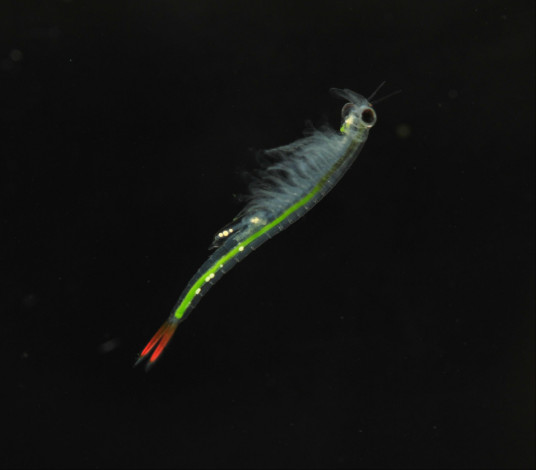 无甲目_百度百科