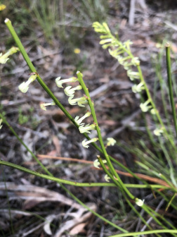 Stackhousia aspericocca_百度百科