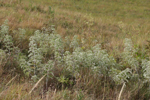 Rubus ludwigii_百度百科