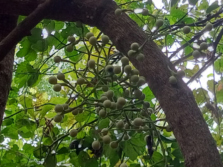Anamirta cocculus_百度百科