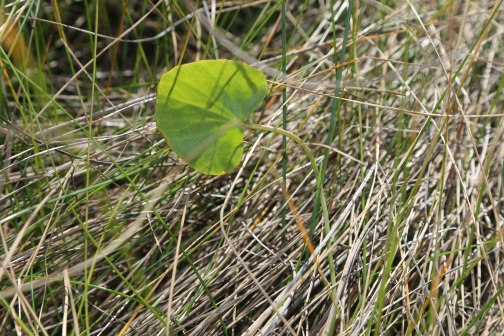 Centella erecta_百度百科