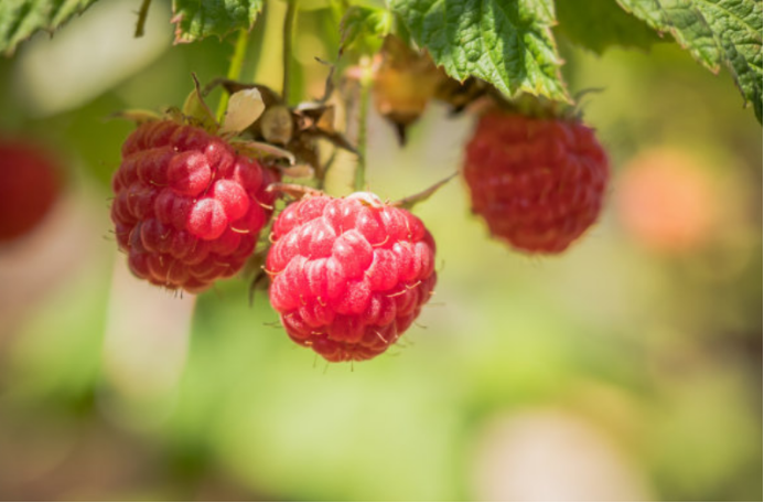 营养可口的红树莓，用处多到你想不到_百科TA说