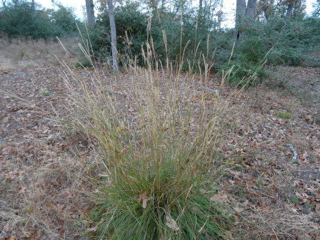 Elionurus tripsacoides_百度百科