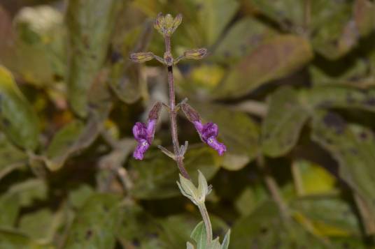 Orthosiphon fruticosus_百度百科