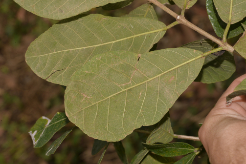 Ficus scobina_百度百科