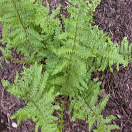 Dryopteris × complexa 'Rumpelstiltskin'_百度百科
