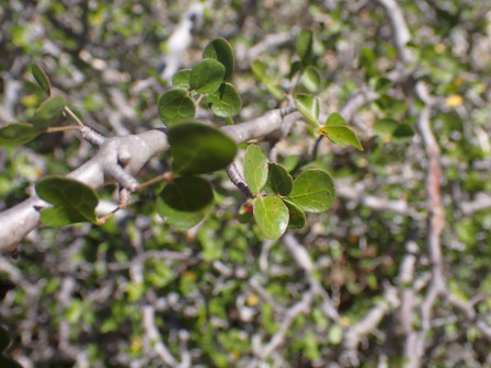 Commiphora sinuata_百度百科