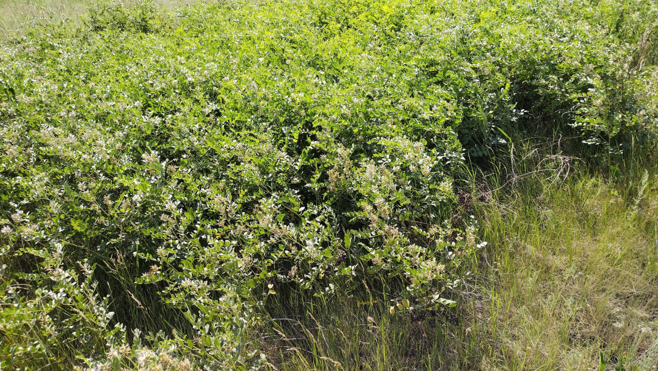 甘草（豆科甘草属的一种植物）_百度百科