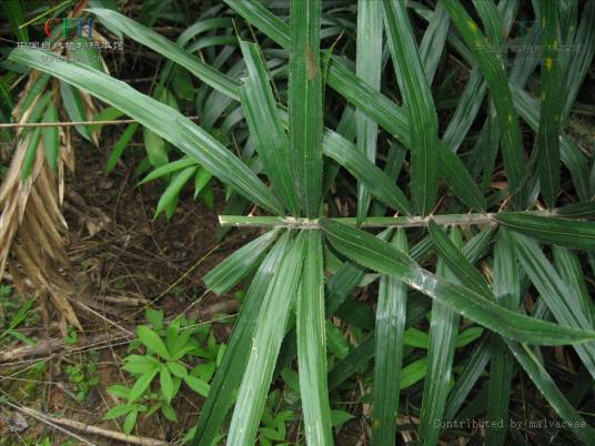 褐鳞省藤_百度百科