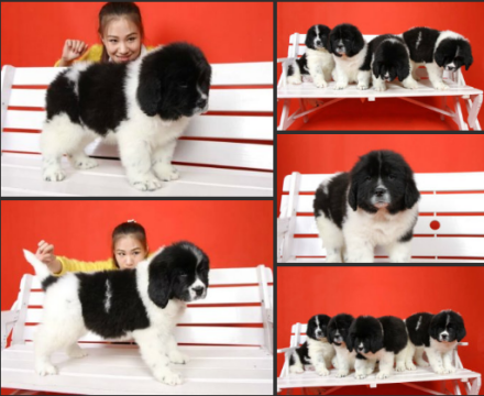 纽芬兰犬_百度百科