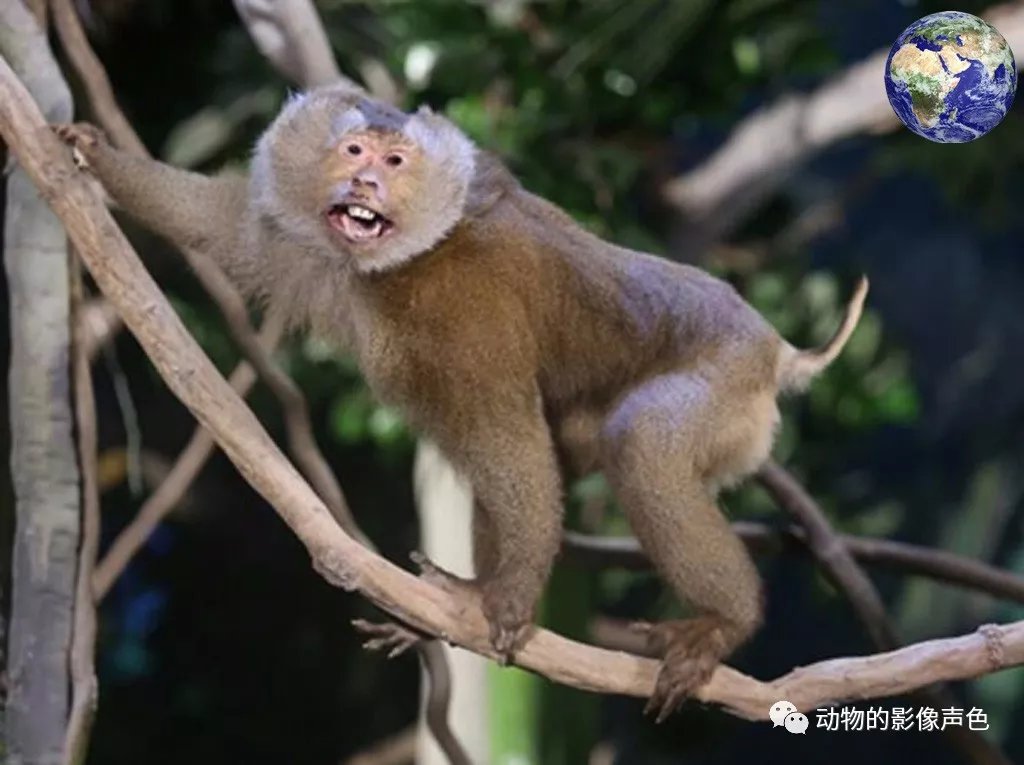 喜欢掏鸟窝的奇怪猴子，长着像猪一样的短尾巴_百科TA说