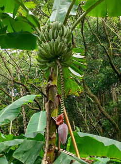 野生香蕉_百度百科