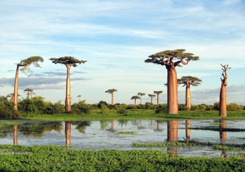 猴面包树（木棉科猴面包树属植物）_百度百科