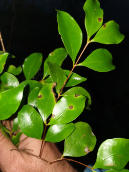 Gossia punctata_百度百科