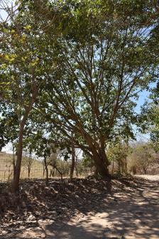 Ficus cotinifolia_百度百科