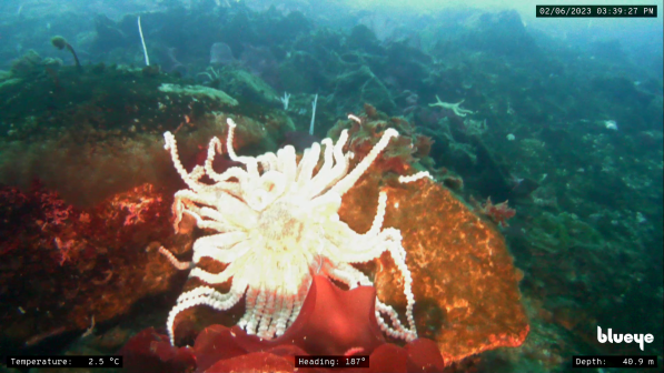 Labidiaster annulatus_百度百科