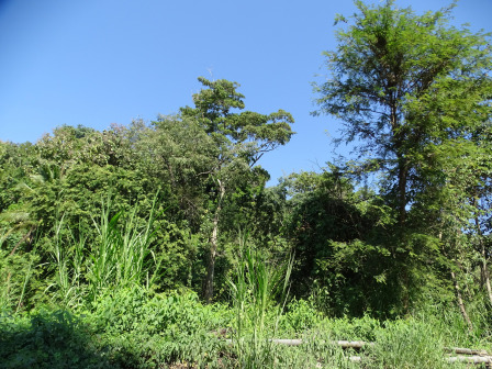 Terminalia oblonga_百度百科