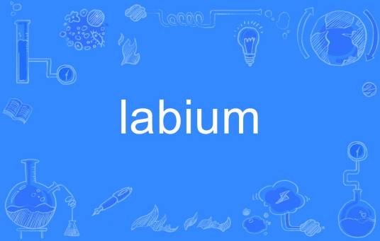 labium_百度百科
