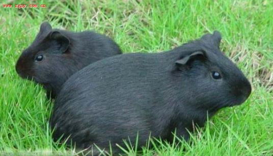 黑毛福建兔-3_百度百科