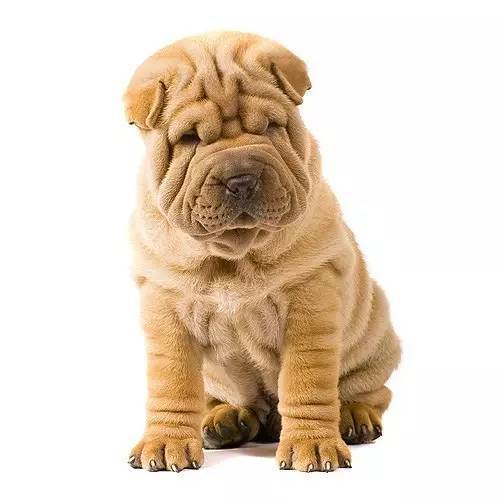 沙皮犬_百度百科