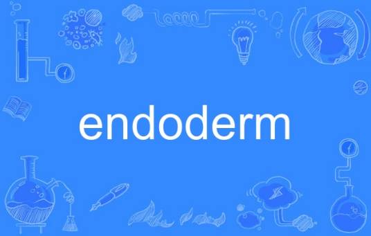 endoderm_百度百科