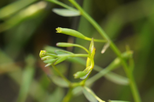 Legenere valdiviana_百度百科