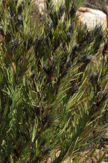 Nivenia inaequalis_百度百科