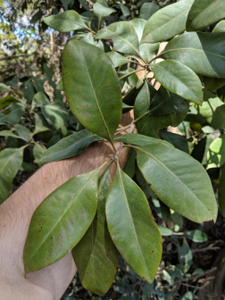 Xanthostemon arenarius_百度百科