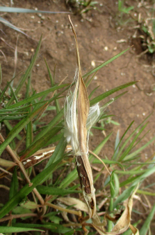 Stenostelma capense_百度百科