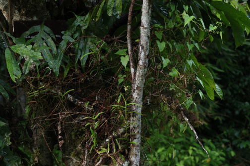 Micropera pallida_百度百科