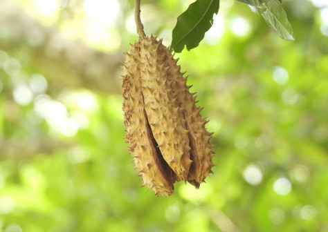 Flindersia acuminata_百度百科