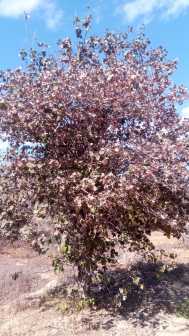 Karomia macrocalyx_百度百科