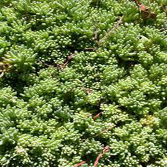 Sedum pallidum var. bithynicum_百度百科