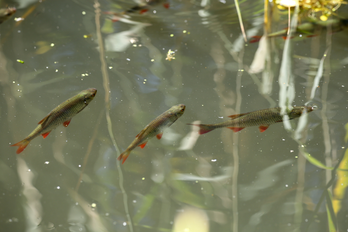 红眼鱼（雅罗鱼科红眼鱼属鱼类）_百度百科