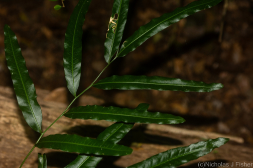 Atalaya multiflora_百度百科