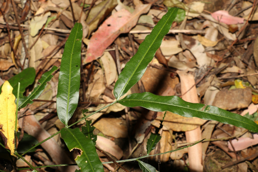 Atalaya multiflora_百度百科