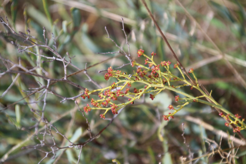 Stirlingia latifolia_百度百科