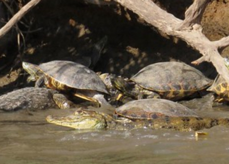 尼加拉瓜彩龟_百度百科