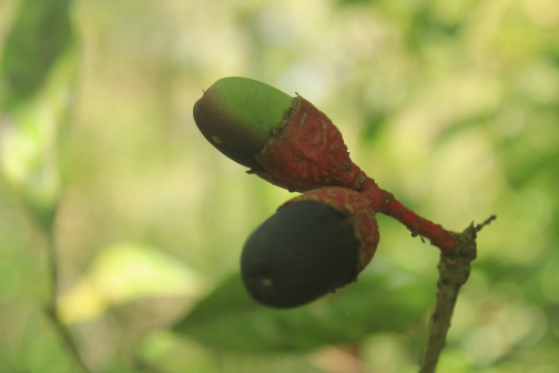 Aniba guianensis_百度百科