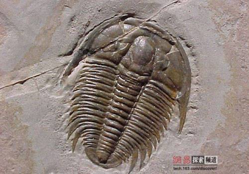 地层古生物学_百度百科