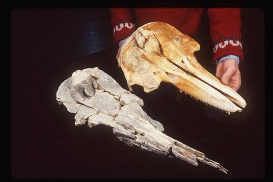 澳洲海豚_百度百科