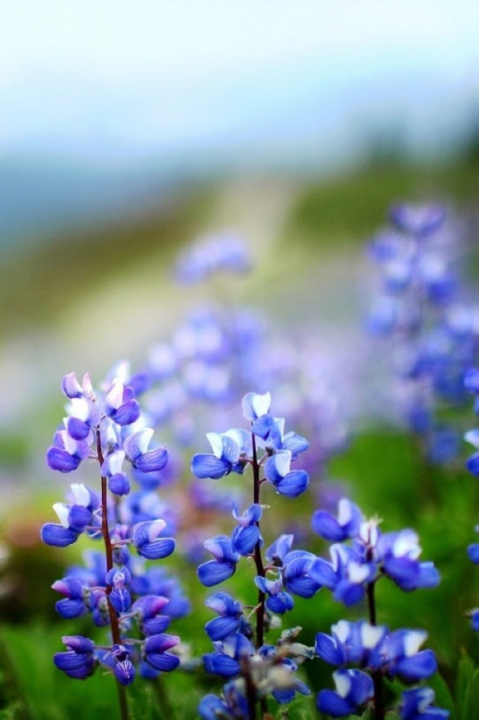 花儿手机壁纸05_百度百科