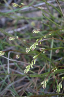 Stackhousia aspericocca_百度百科