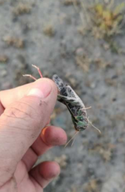 兰州短鼻蝗_百度百科