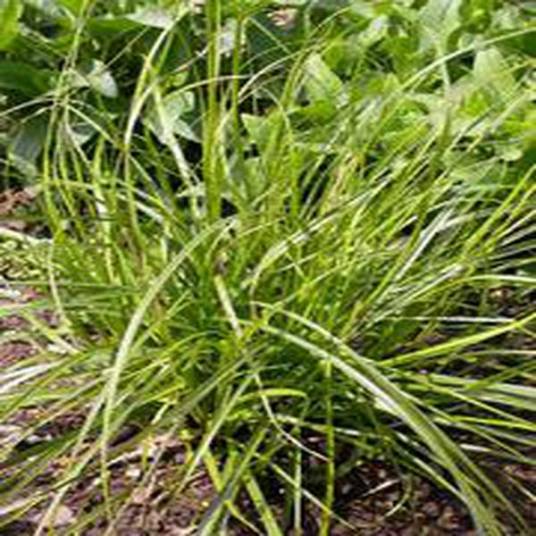 Carex cherokeensis_百度百科