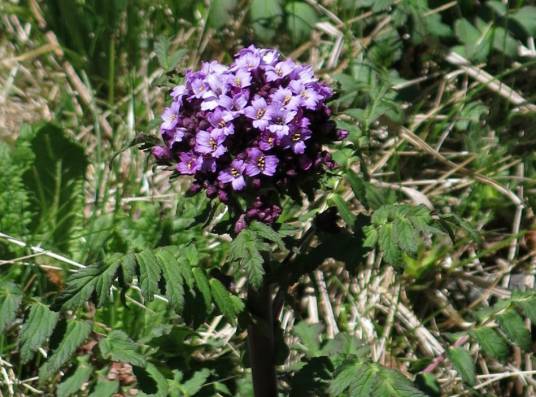 矮高河菜（变种）_百度百科