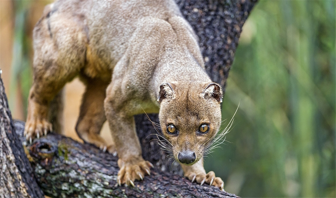神秘马岛獴：身形像美洲狮，作为情敌的雄兽不争斗，还合作捕猎_百科TA说