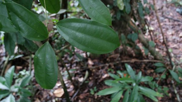 Abuta grandifolia_百度百科